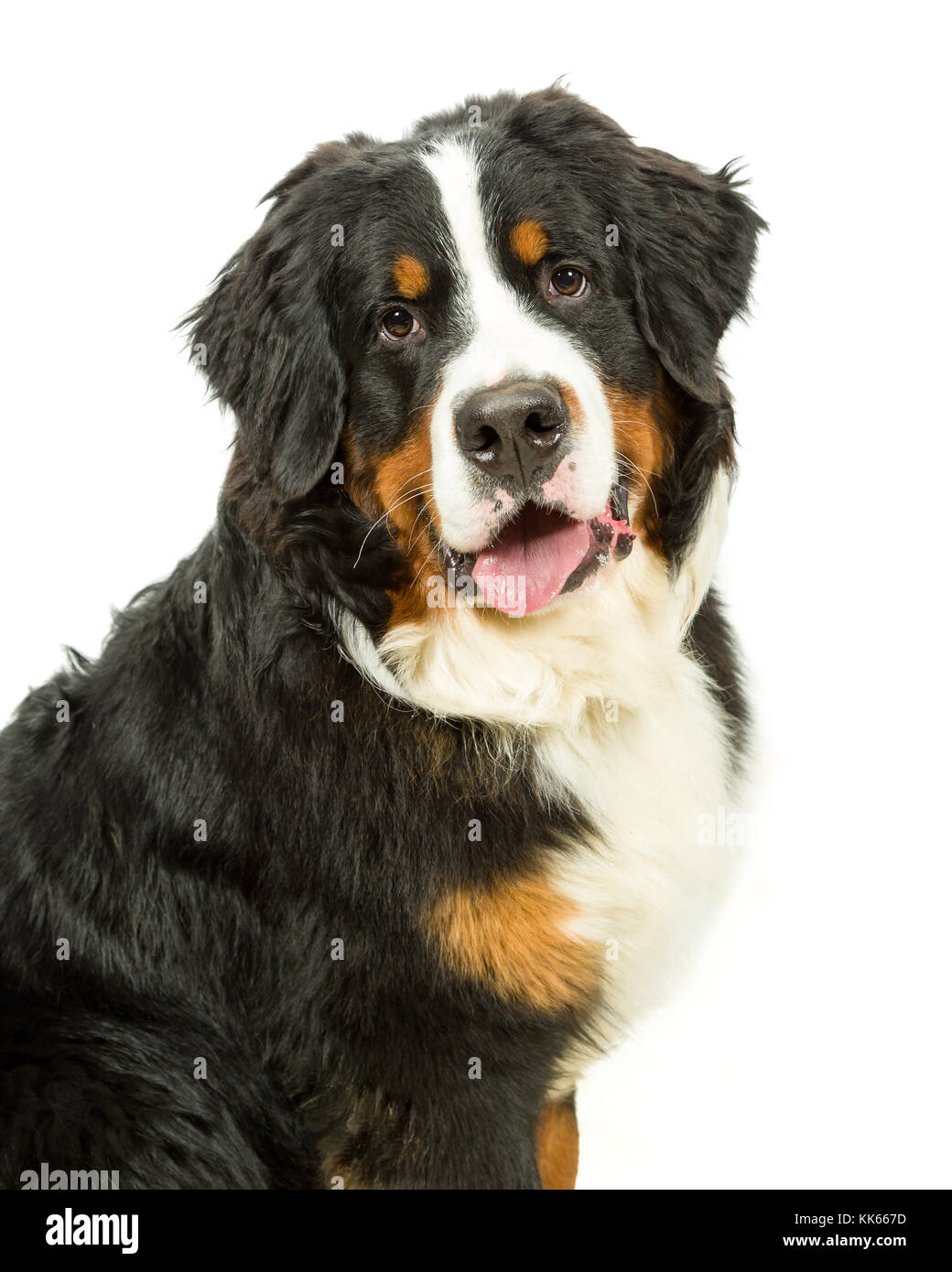 Big dog fluffy tail hi-res stock photography and images - Alamy