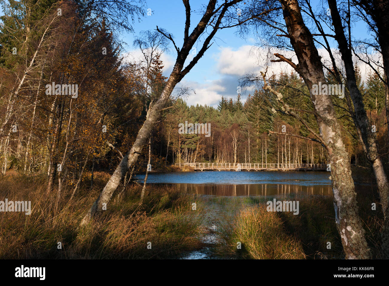 The lochan in the forest at Cambus O'May on Deeside, Scotland Stock ...