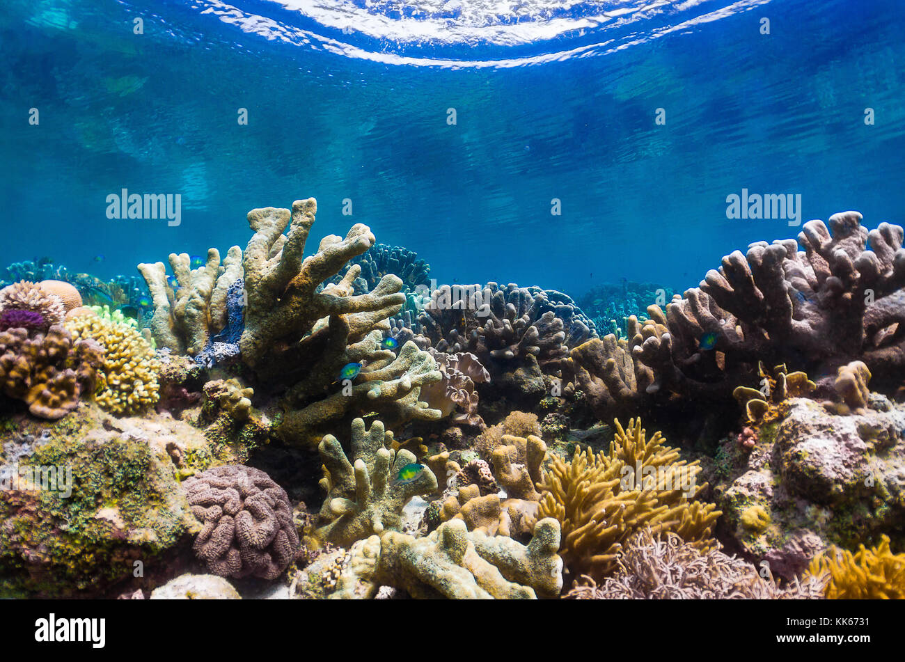 Coral reef of Urun island, Batanta, Raja Ampat, Indonesia in 2016 Stock ...