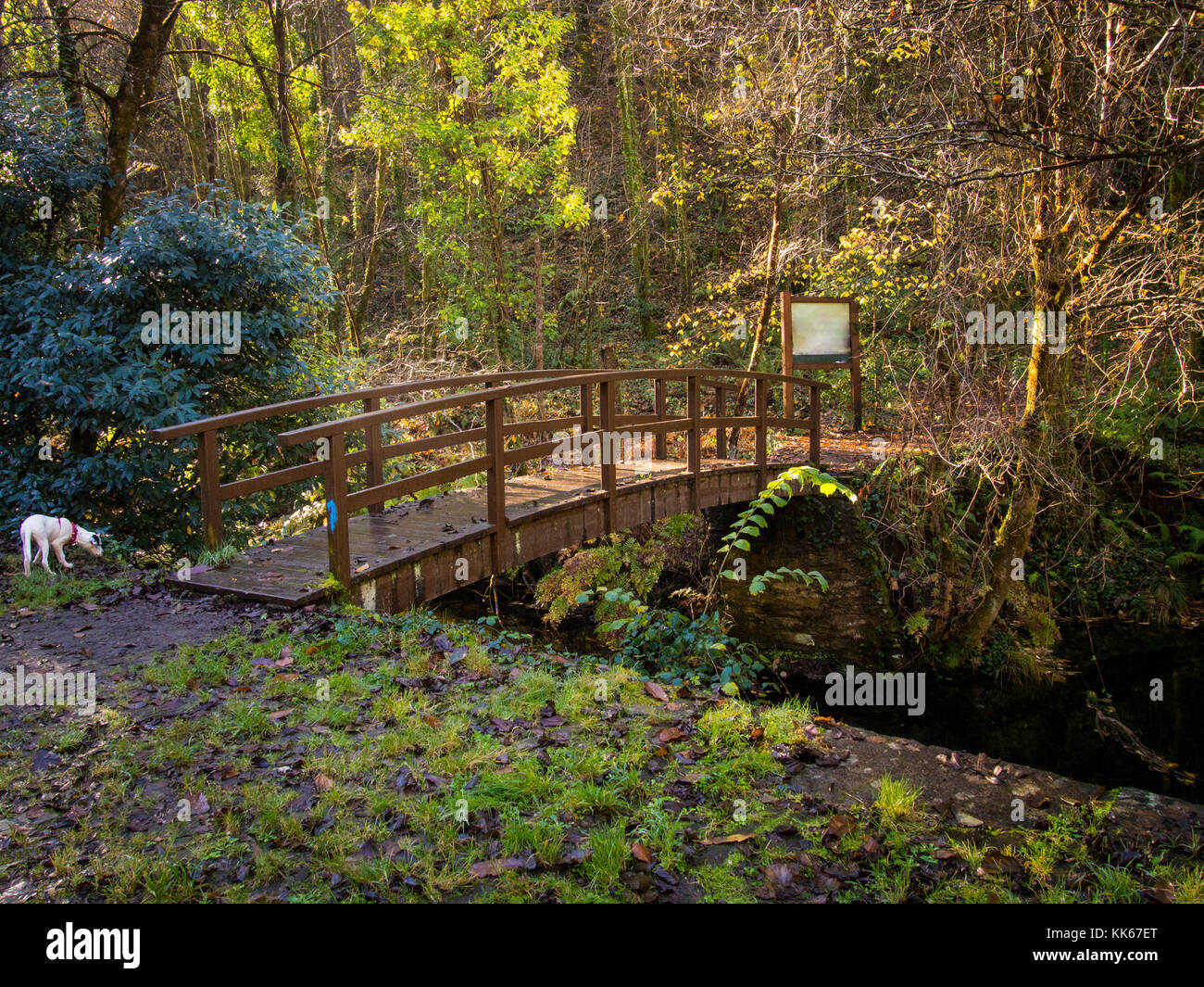 Bridge in the forest Stock Photo - Alamy