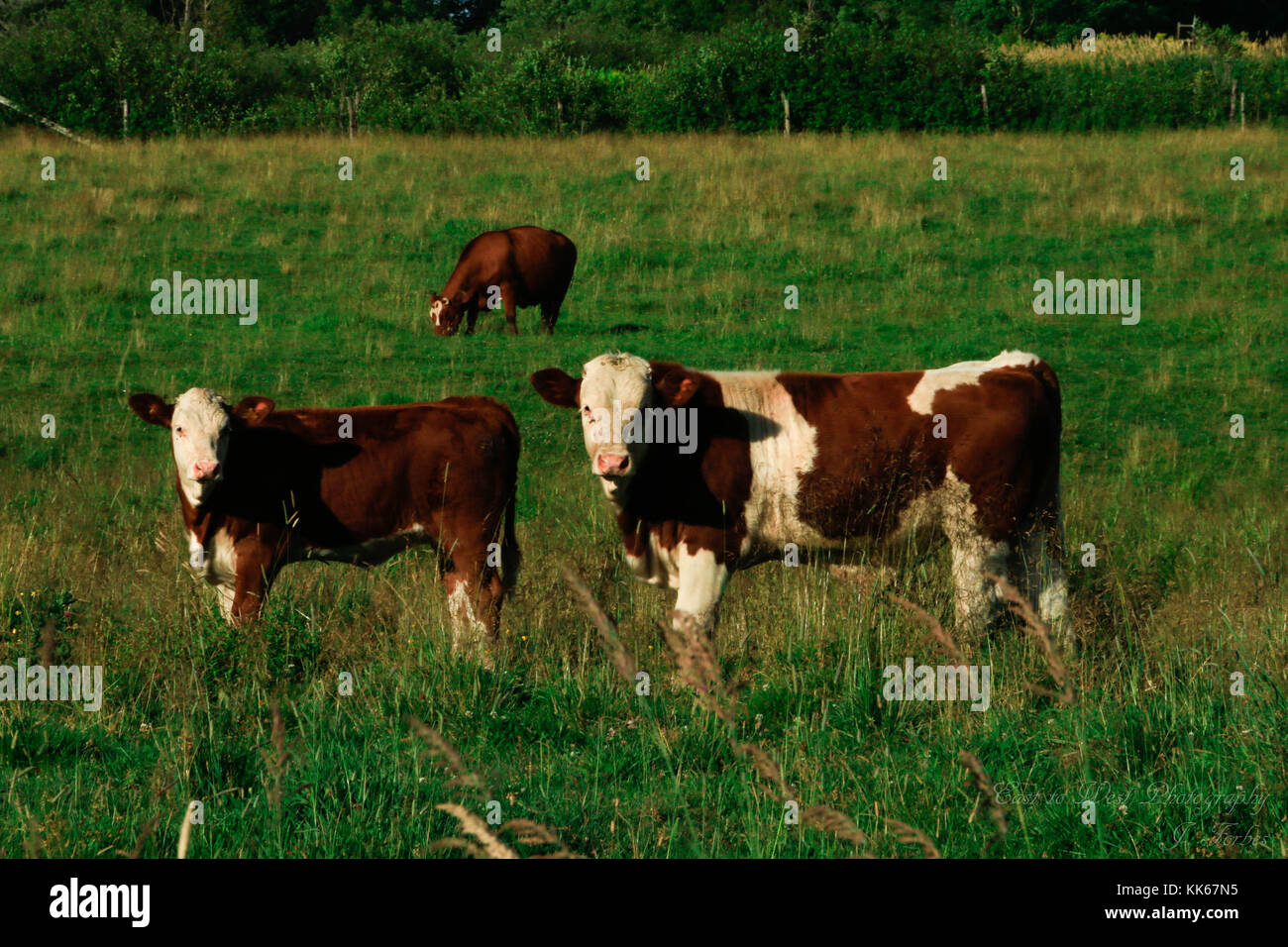 Three cows in a field of many, mother and a baby out for a stroll in ...