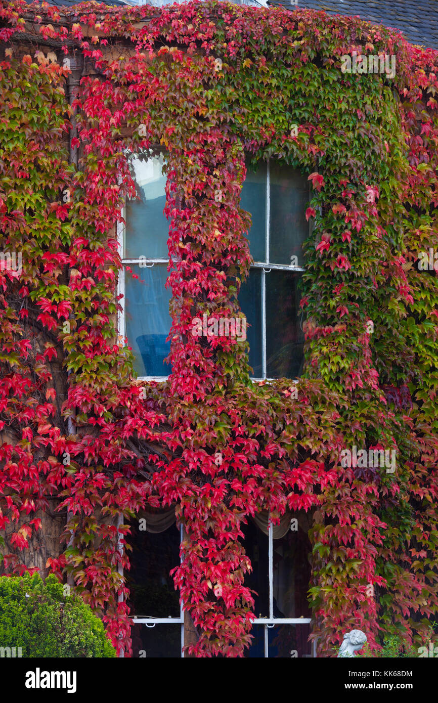 Ivy covered house uk hi-res stock photography and images - Alamy