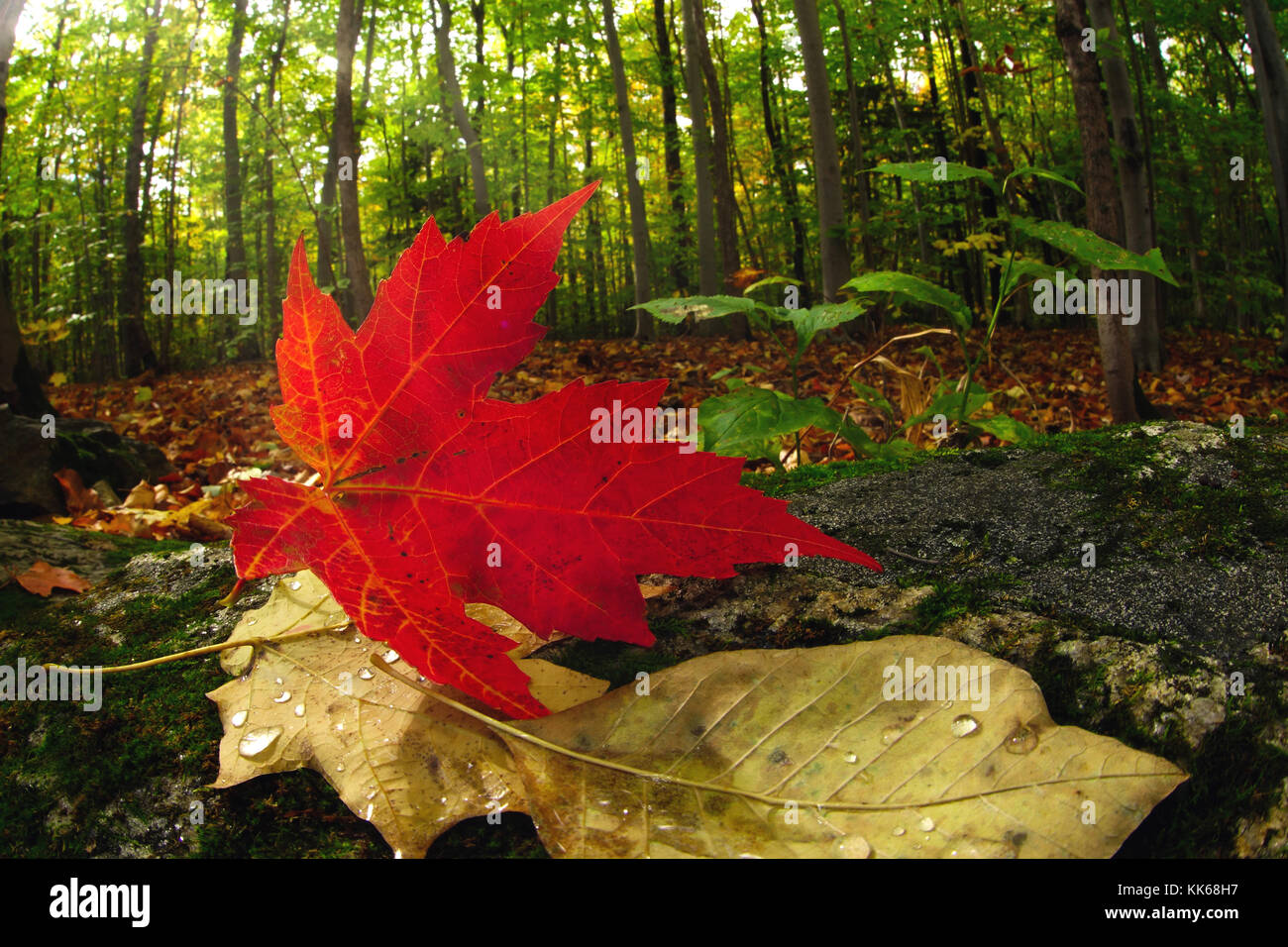 Montreal,Canada, 26 October,2016.Close-up of a fallen maple leaf in a ...