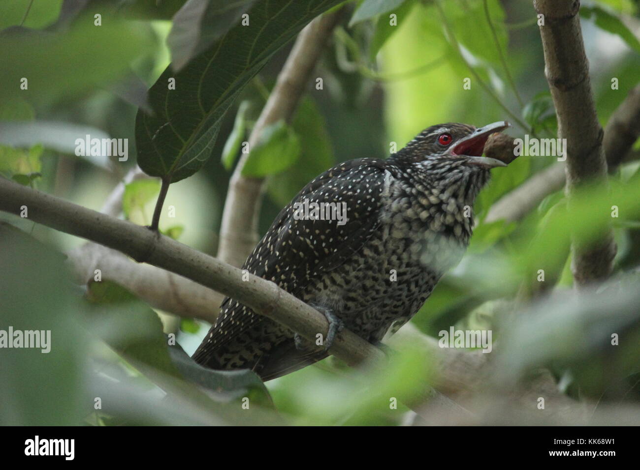 Best bird wallpaper hi-res stock photography and images - Alamy