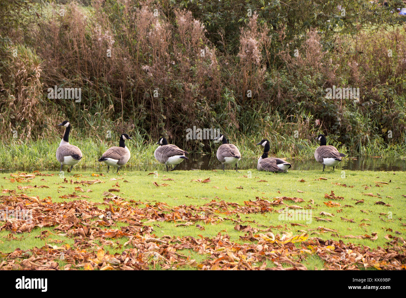 Cackling goose hi-res stock photography and images - Alamy