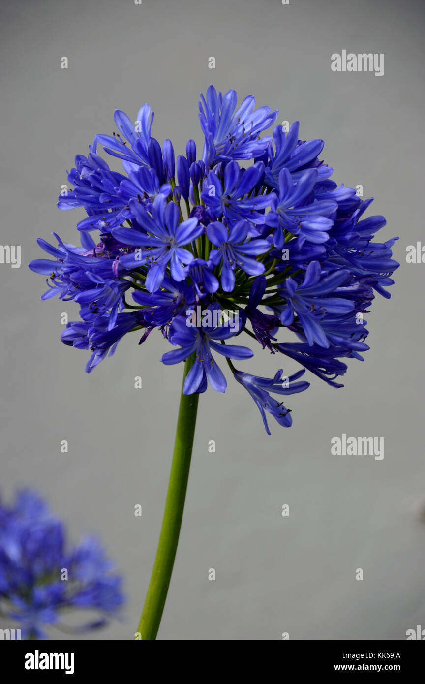 Plain blue wall hi-res stock photography and images - Alamy