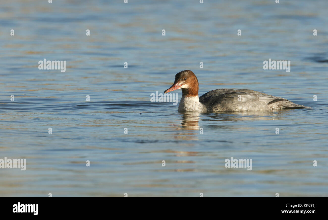 Stunning female goosander hi-res stock photography and images - Alamy
