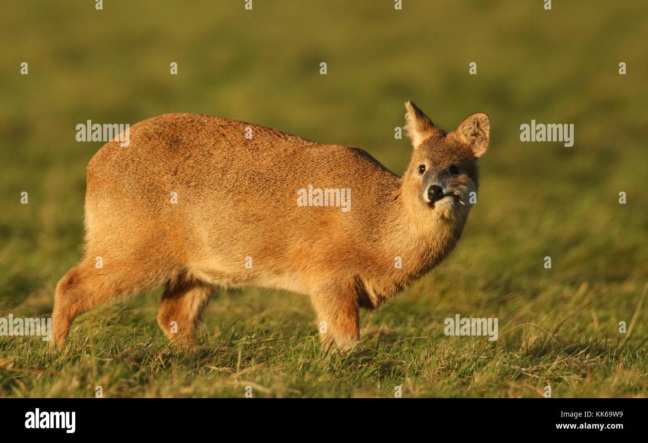 A beautiful Chinese Water Deer (Hydropotes inermis) feeding in a field ...