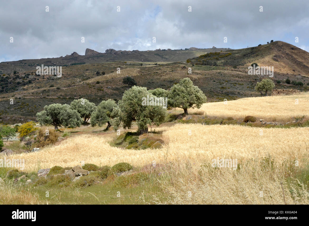 The wild and rugged landscape of the Akamas Conservation area Paphos ...