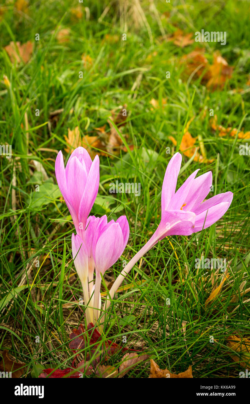 Colchicum autumnale in the green autumn meadow Stock Photo - Alamy