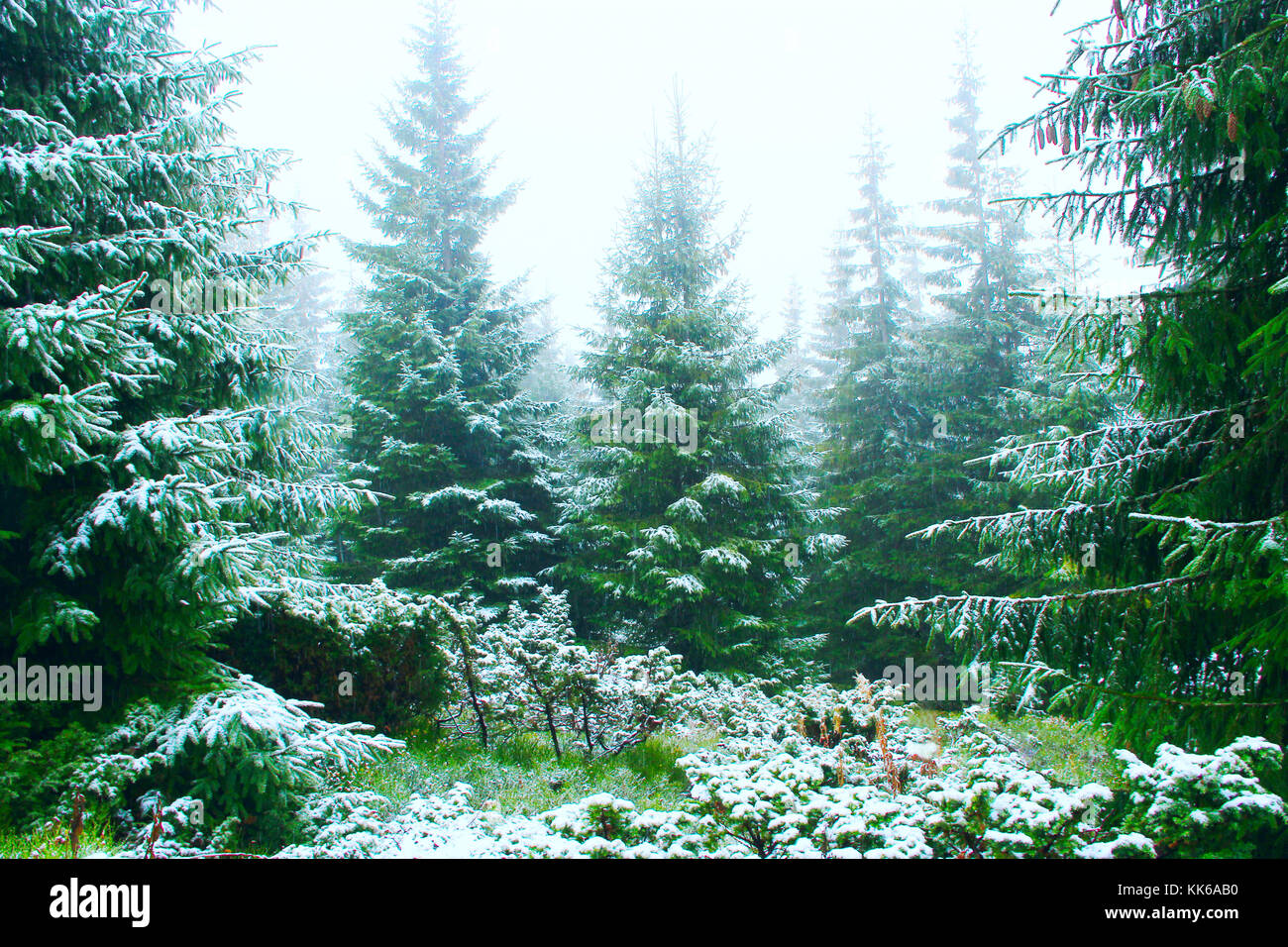 dense green forest with fir trees after the first snow in the year ...