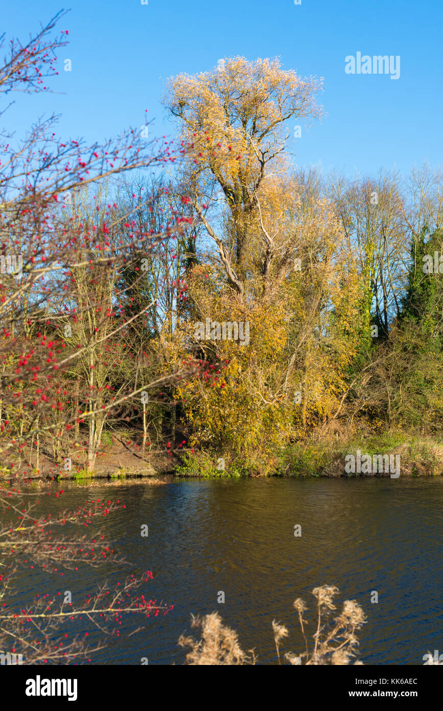 Hemingford Grey Meadow and the Great Ouse river, Cambridgeshire ...