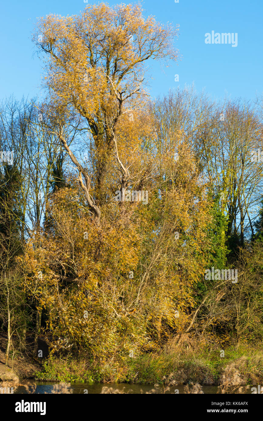 Hemingford Grey Meadow and the Great Ouse river, Cambridgeshire ...