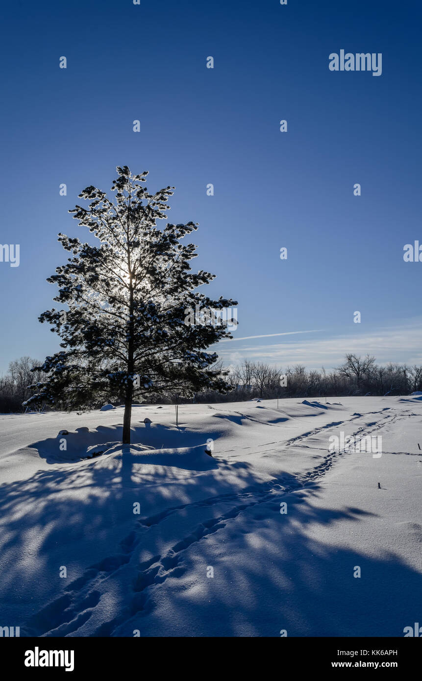 a lonely tree in a snow-covered, winter field, the sun, the moon behind ...