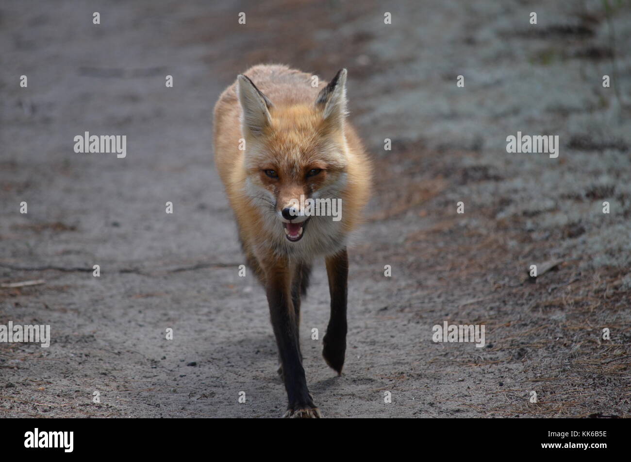 Red fox in algonquin hi-res stock photography and images - Alamy