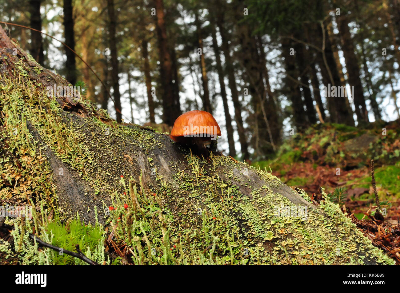 Mushroom and rotting fungus Stock Photo - Alamy