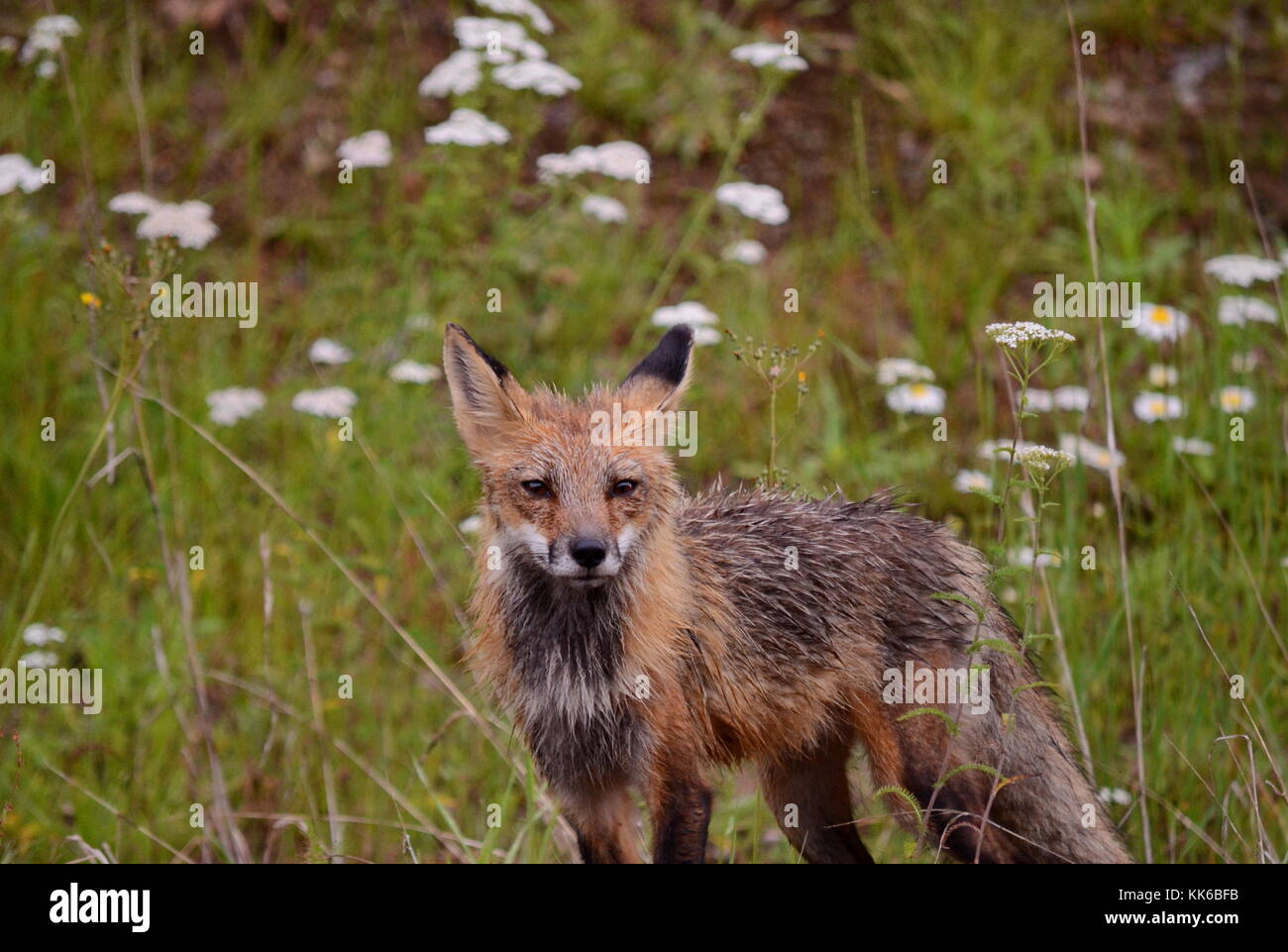 Wet Red fox in the wilderness Stock Photo - Alamy