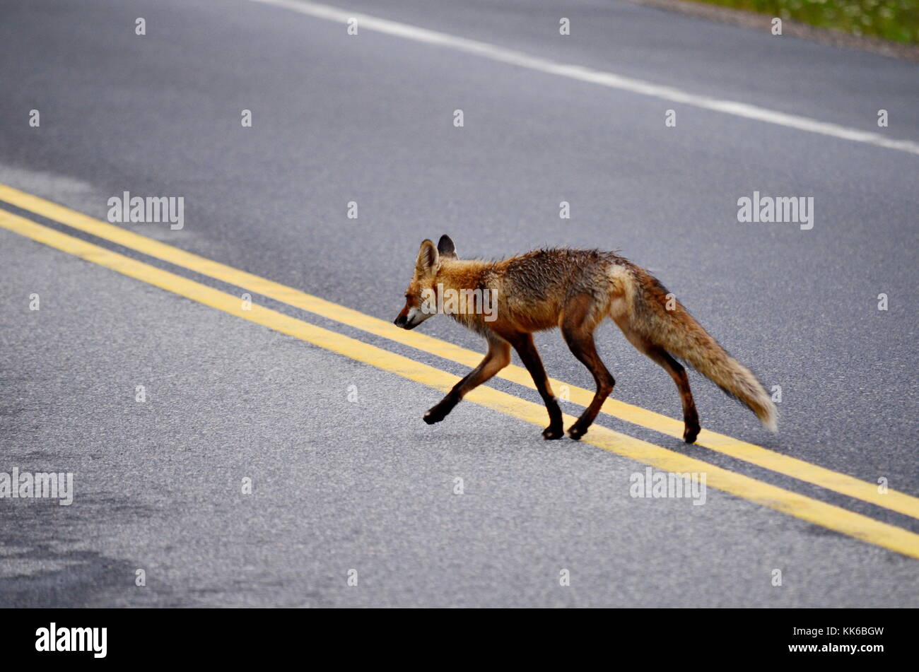Red fox crossing paved highway Stock Photo - Alamy