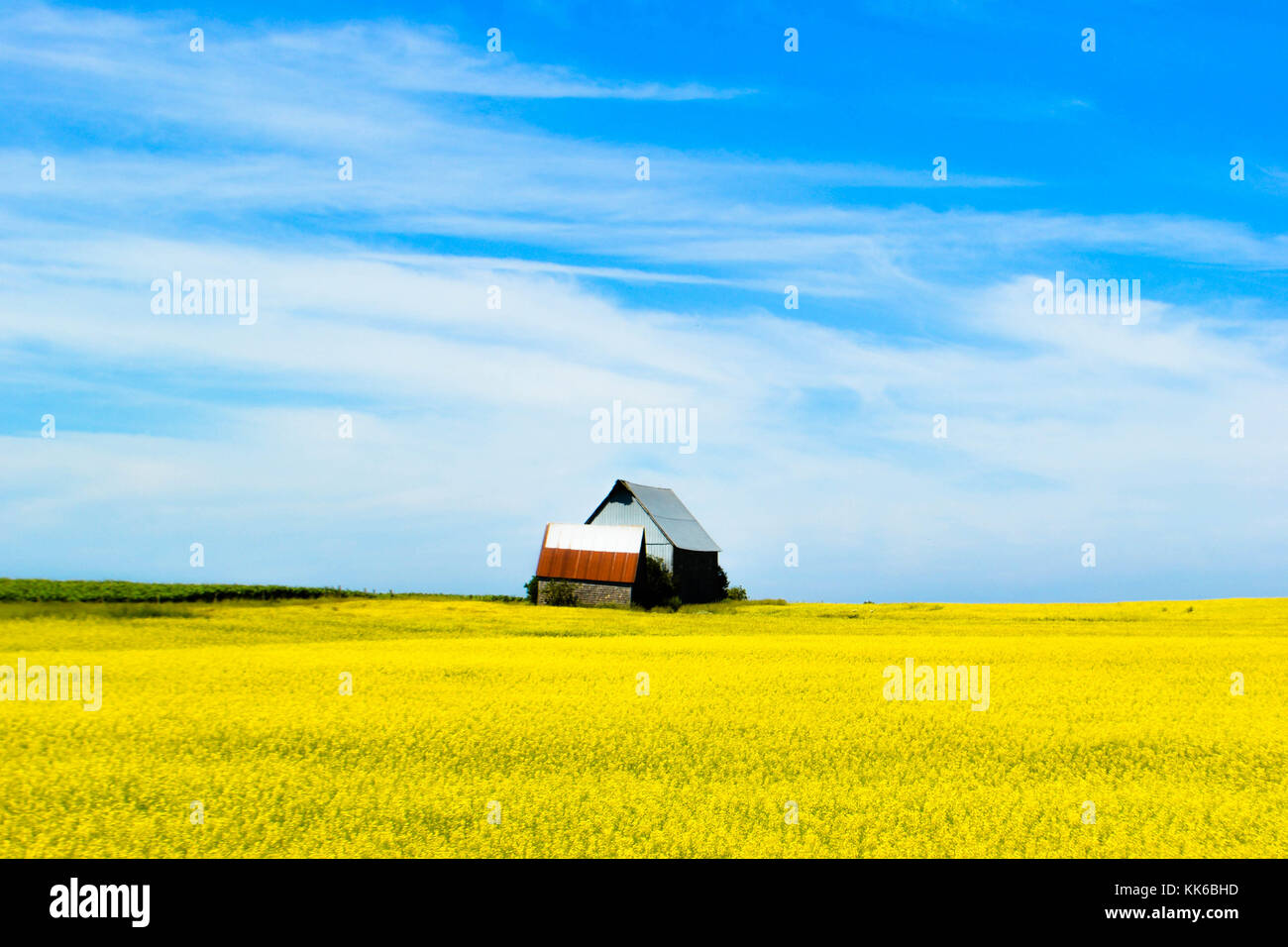 Field of gold Stock Photo - Alamy