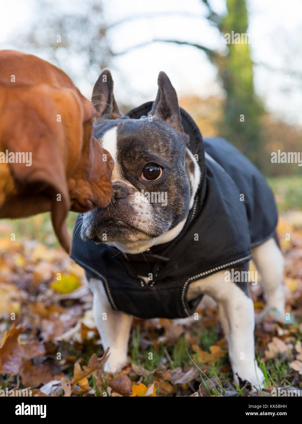 Bulldog meeting hi-res stock photography and images - Alamy