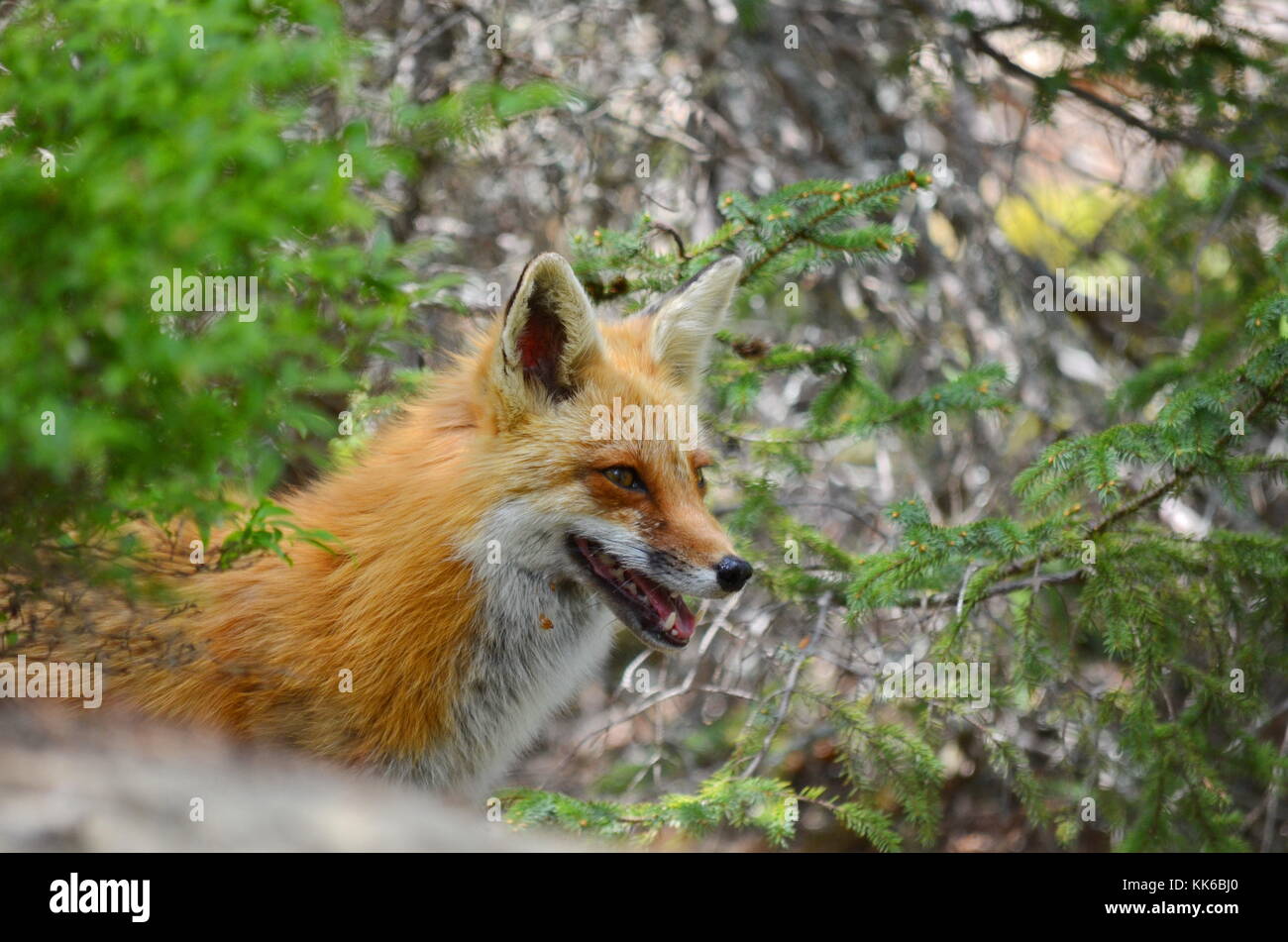 Red fox in the wilderness Stock Photo - Alamy