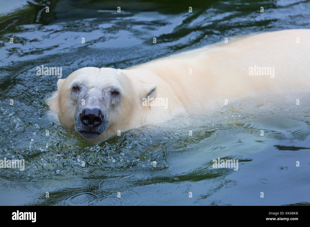 POLAR BEAR (Ursus maritimus Stock Photo - Alamy