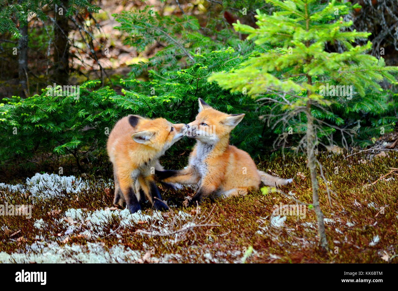 Red fox kits mother hi-res stock photography and images - Alamy