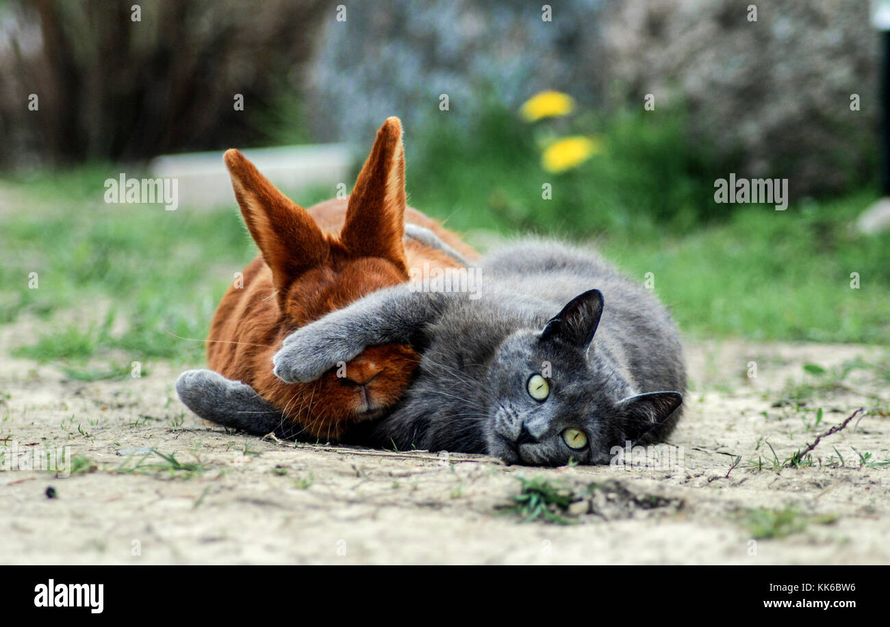 Kitty playing with red rabbit Stock Photo - Alamy