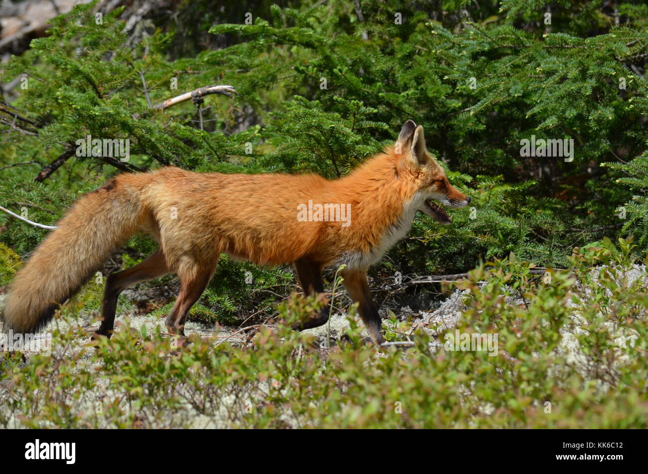 Red fox in the wilderness Stock Photo - Alamy