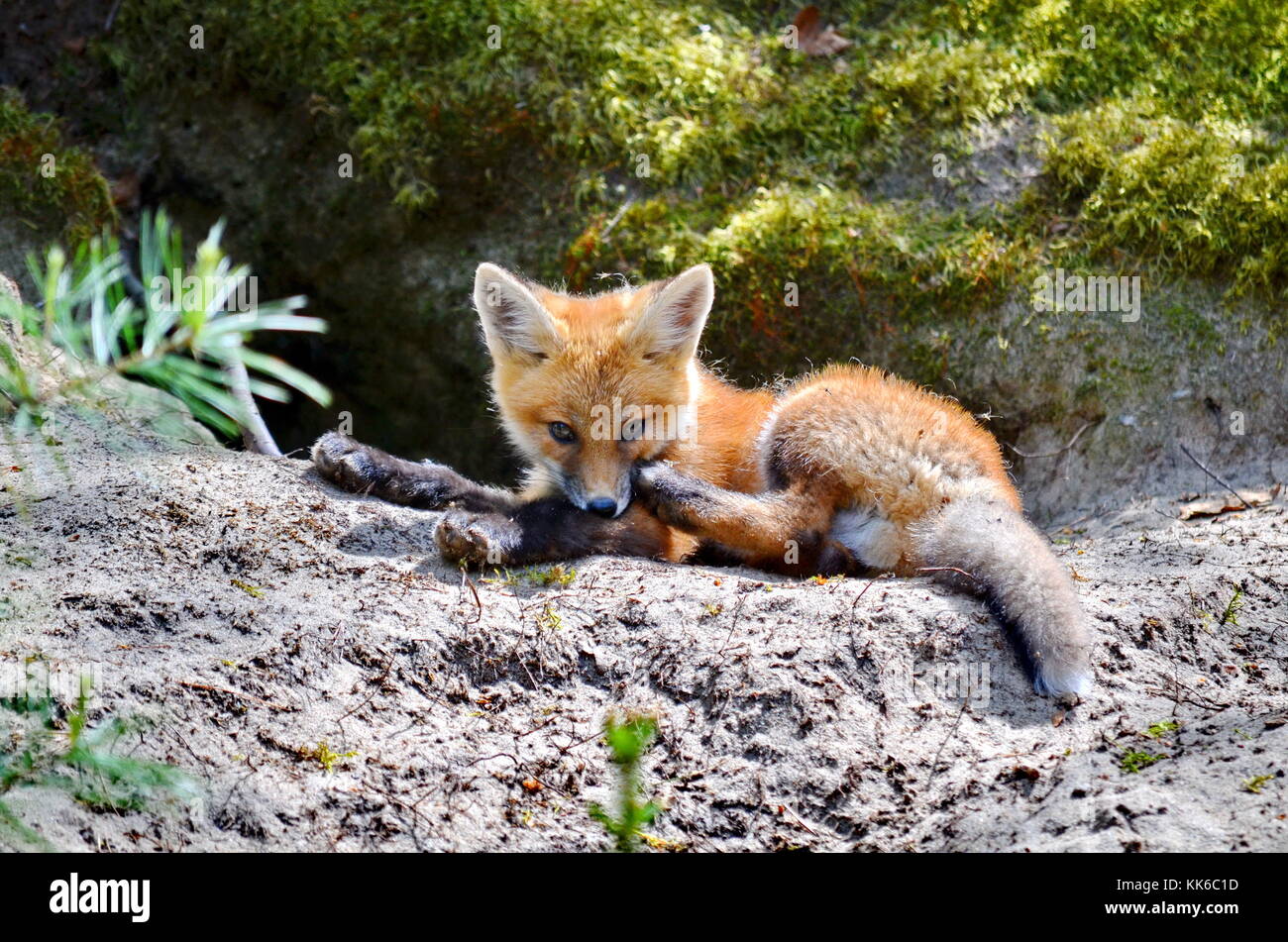 Red fox kit sitting near den Stock Photo - Alamy