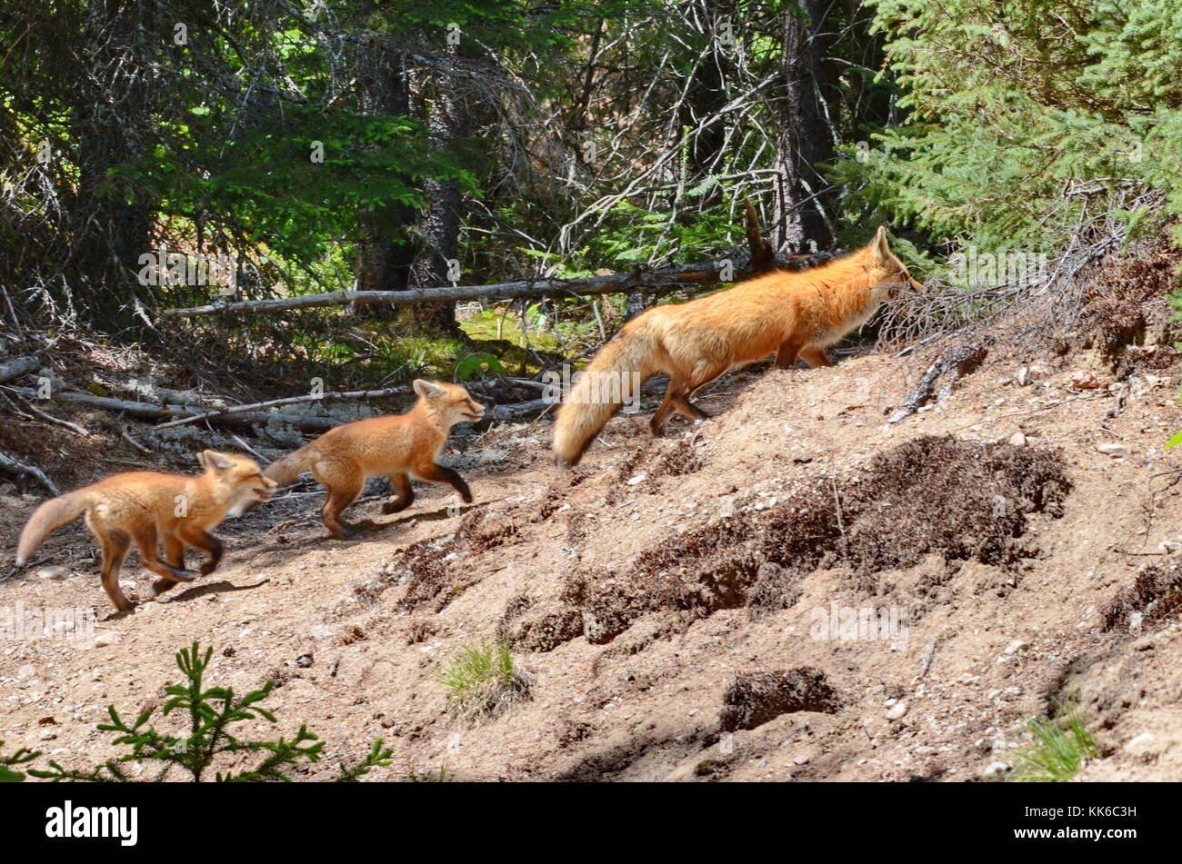 Red fox mother and kits hi-res stock photography and images - Alamy