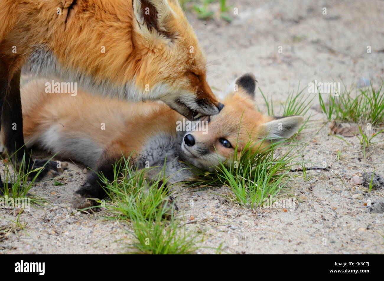 Red fox mom with kit in the wilderness Stock Photo - Alamy