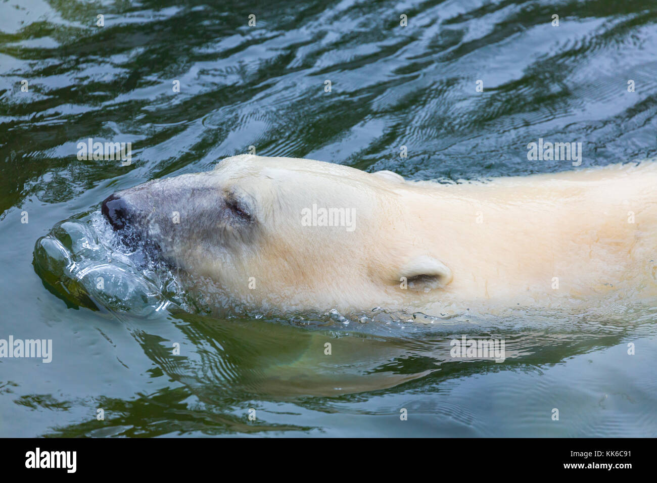 POLAR BEAR (Ursus maritimus Stock Photo - Alamy