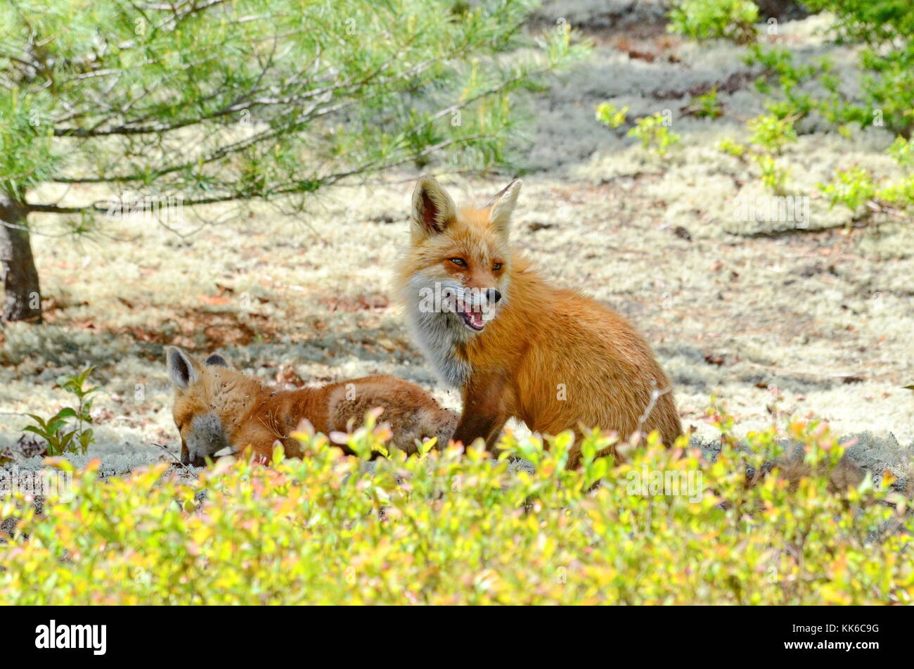 Red fox walking in forest Stock Photo - Alamy