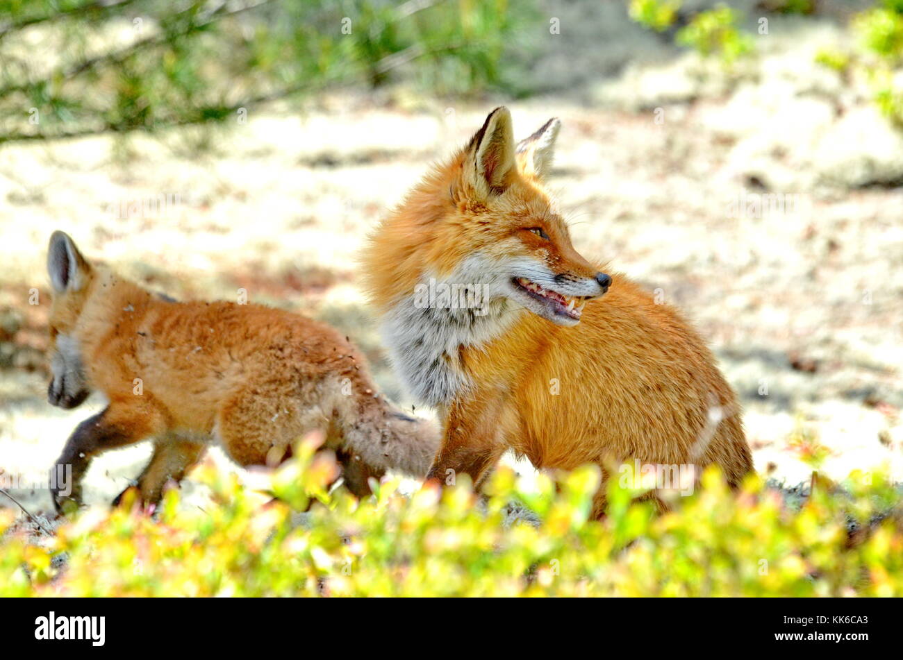Fox mom and kit hi-res stock photography and images - Alamy