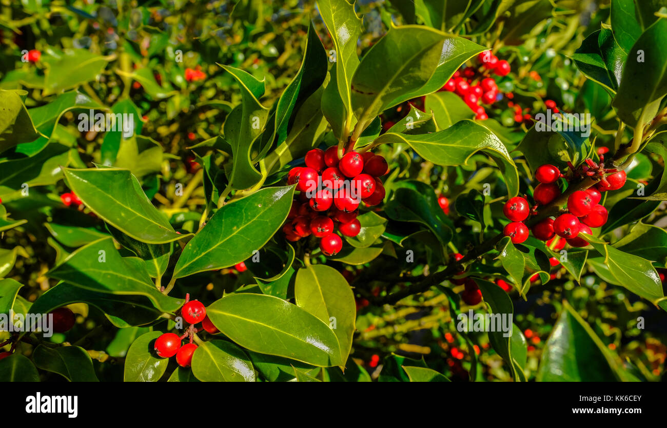 Prickly shrub hi-res stock photography and images - Alamy