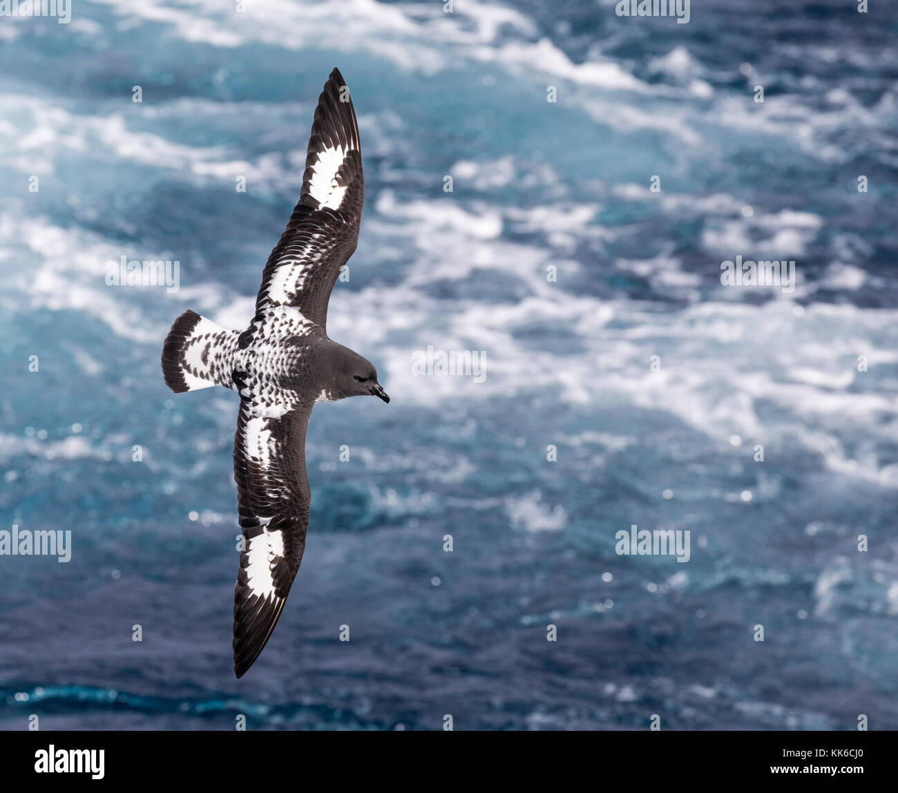 Cape petrel gliding above the waves of the Southern Atlantic Ocean ...