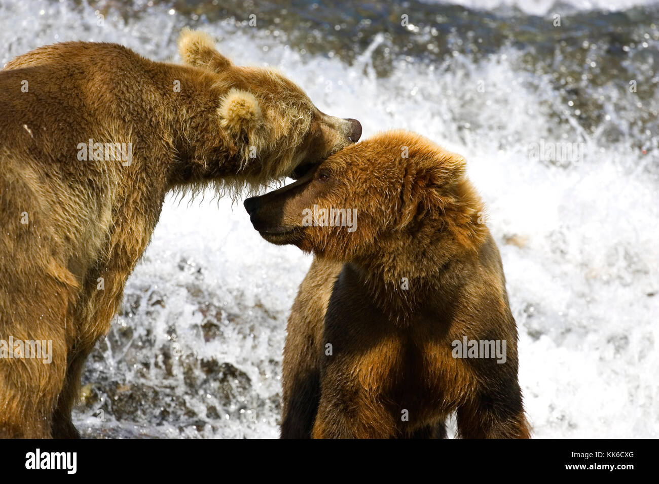 Mcneil river hi-res stock photography and images - Alamy