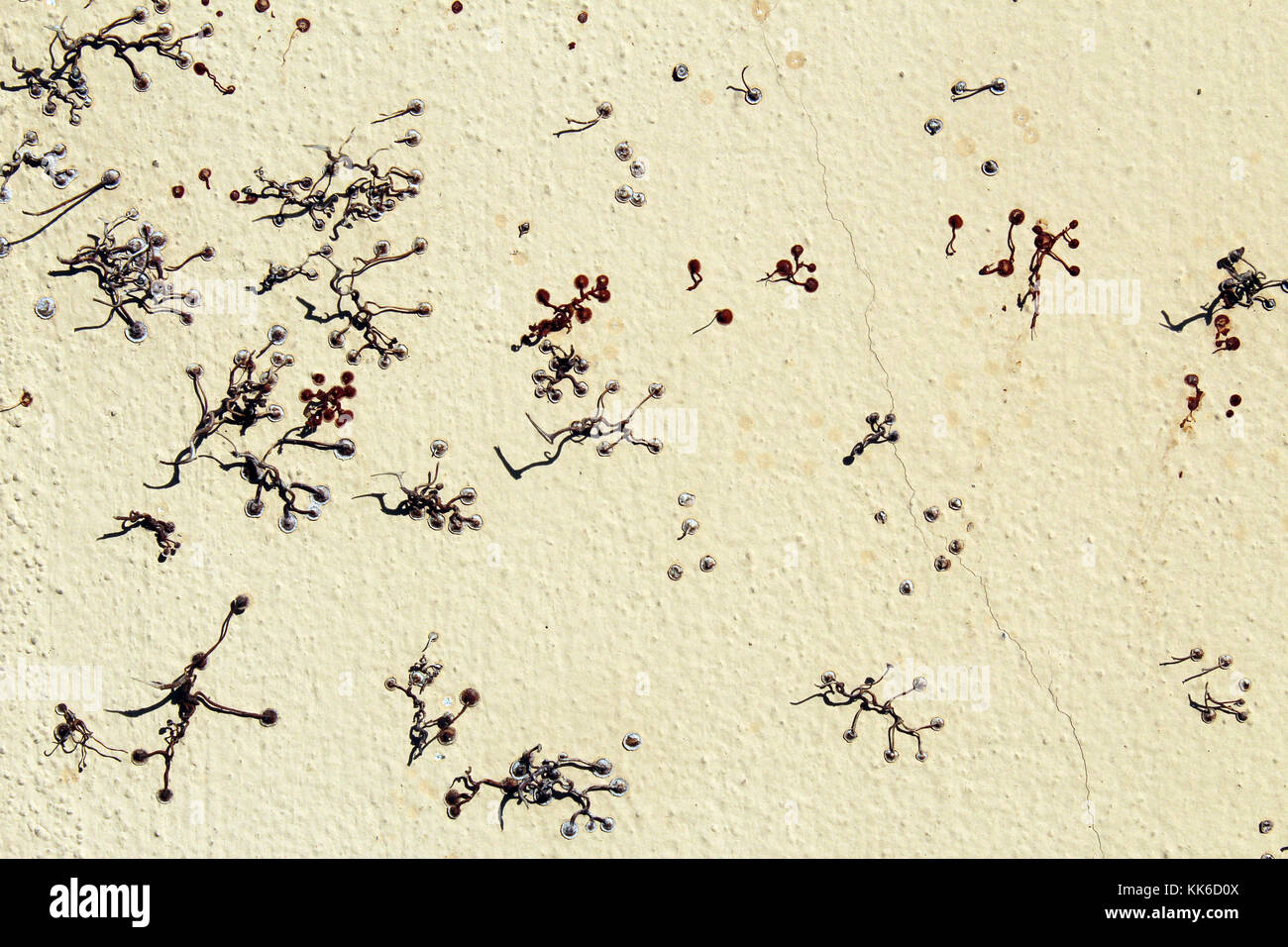 Hedera helix roots adventitious hi-res stock photography and images - Alamy