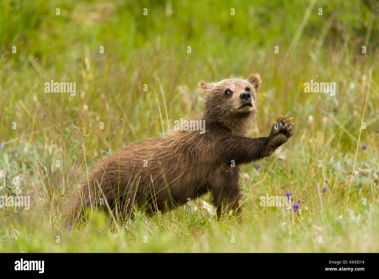 Grizzly bear (Ursus arctos) spring cub playing in Sable Pass, Denali ...