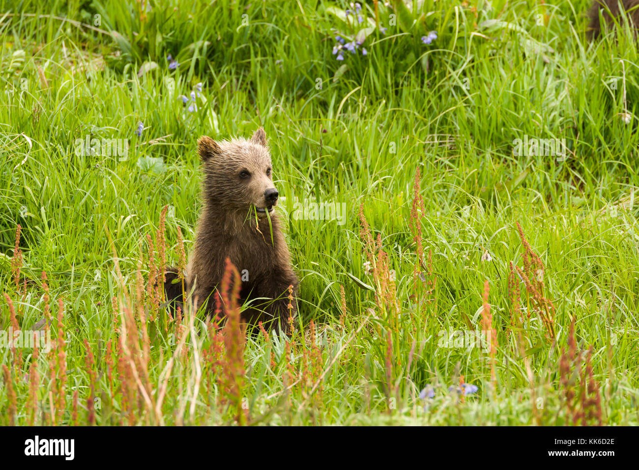 Grizzly bear (Ursus arctos) spring cub feeding with its sibling and ...