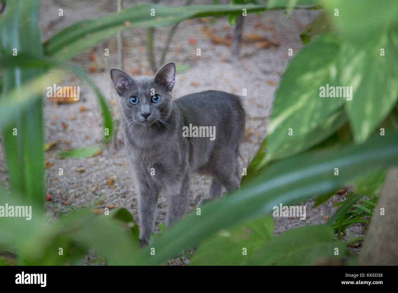 Small gray cat between the plants watching you Stock Photo - Alamy