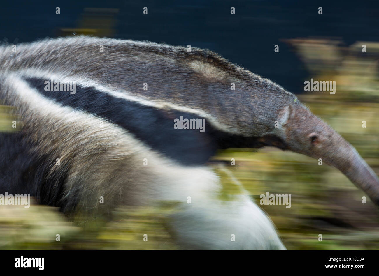 Giant anteater (Myrmecophaga tridactyla Stock Photo - Alamy