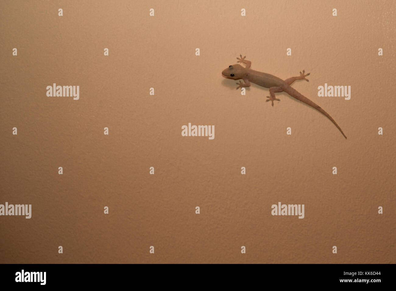 Small lizard on the wall is running Stock Photo - Alamy