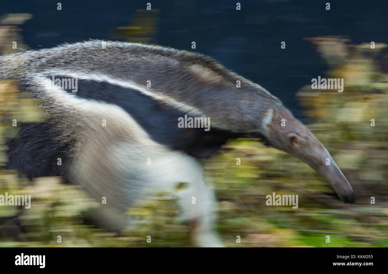Giant anteater (Myrmecophaga tridactyla Stock Photo - Alamy