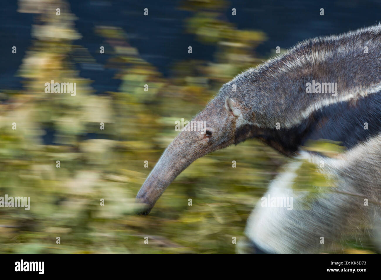 Giant anteater (Myrmecophaga tridactyla Stock Photo - Alamy