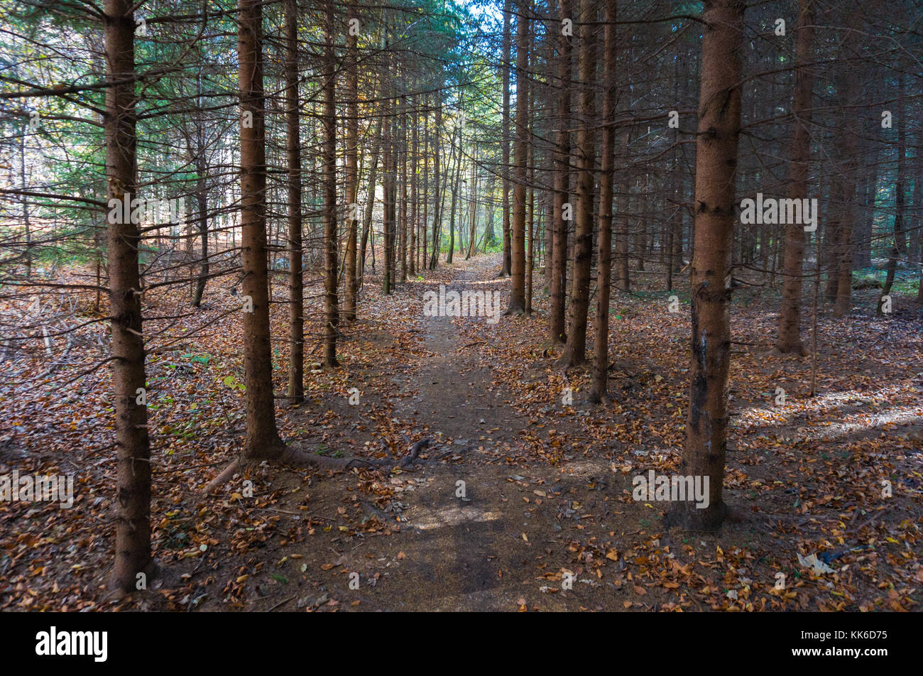 A small path through a coniferous forest Stock Photo - Alamy