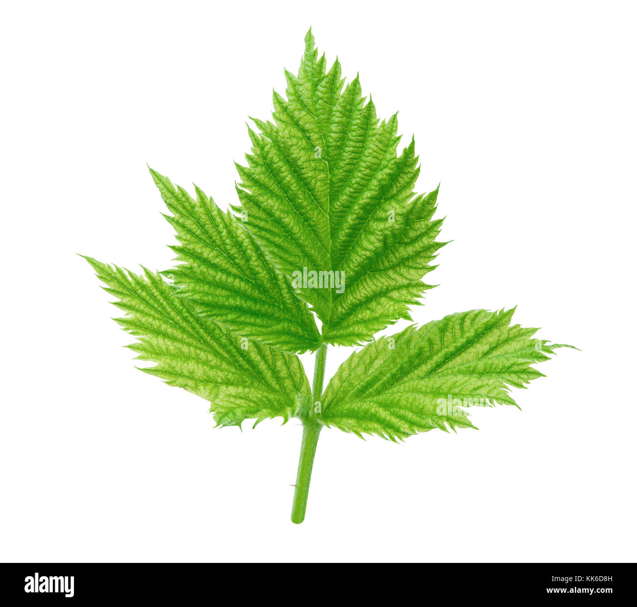 Young raspberry leaf isolated Stock Photo - Alamy