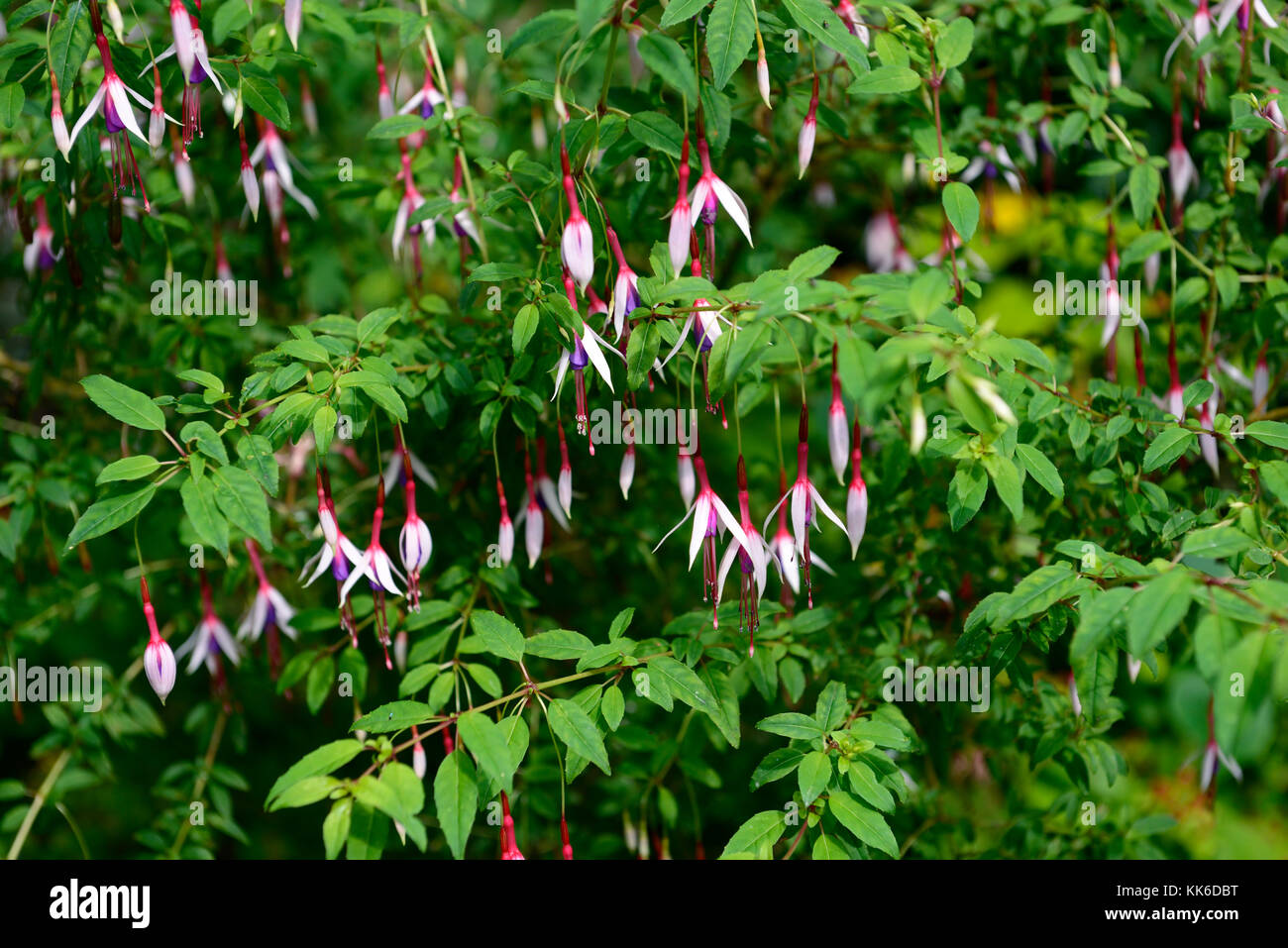 Fuchsia magellanica Lady Bacon, hardy, fuchsia, fuchsias, shrub, shrubs ...