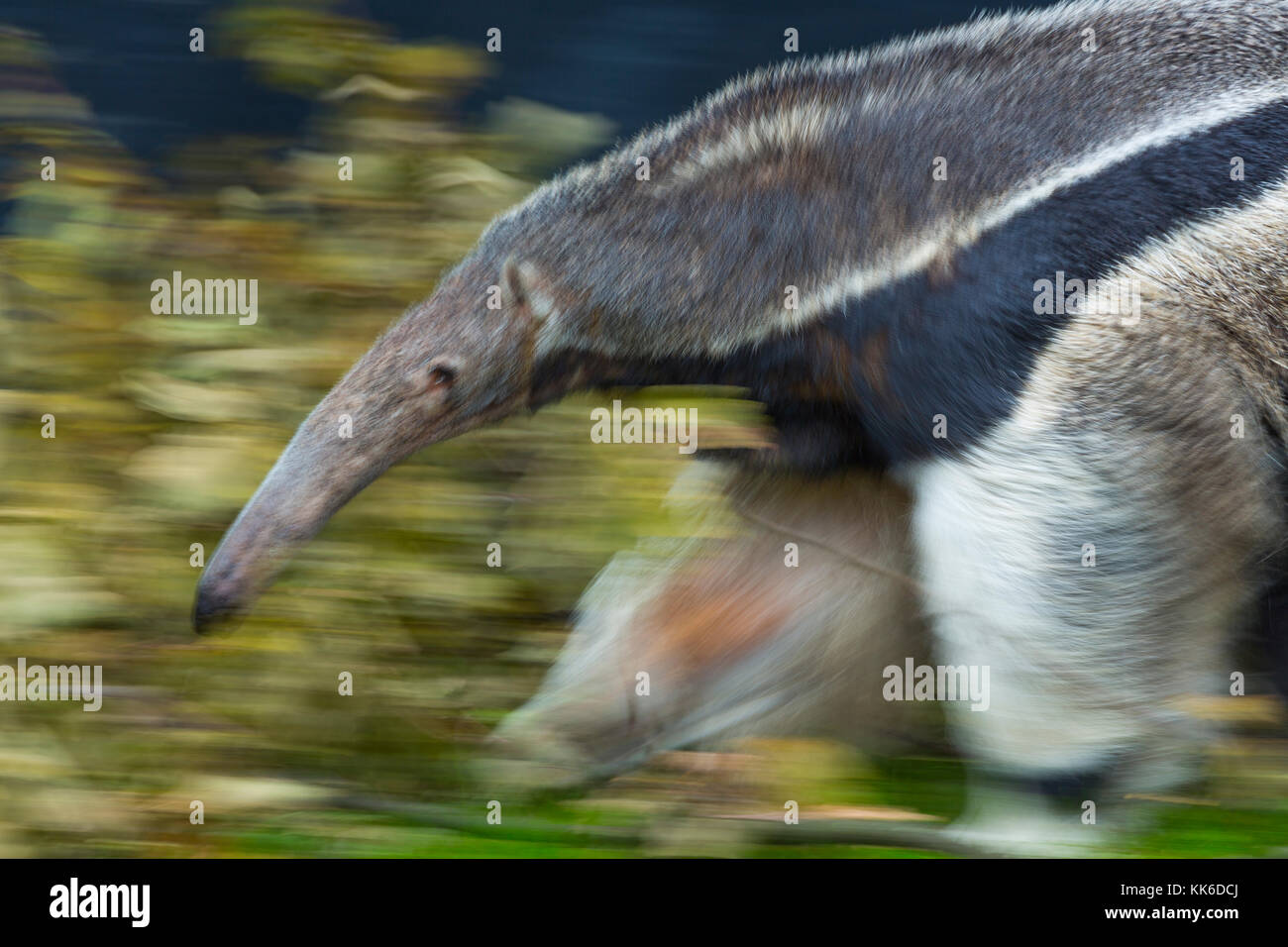 Giant anteater (Myrmecophaga tridactyla Stock Photo - Alamy